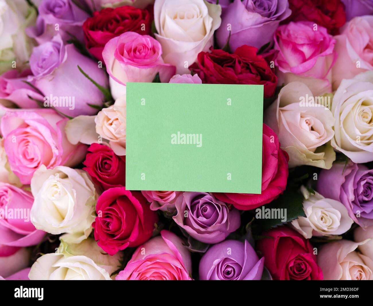 A green greeting card laying on a big bouquet of colorful roses Stock ...