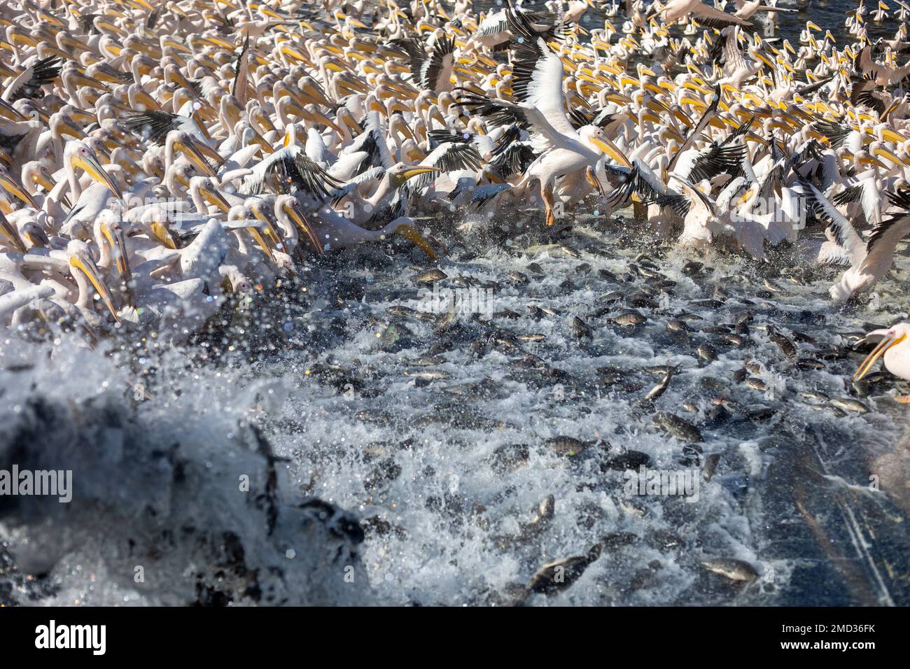 Great White Pelicans feed in the Mishmar HaSharon reservoir in Hefer ...