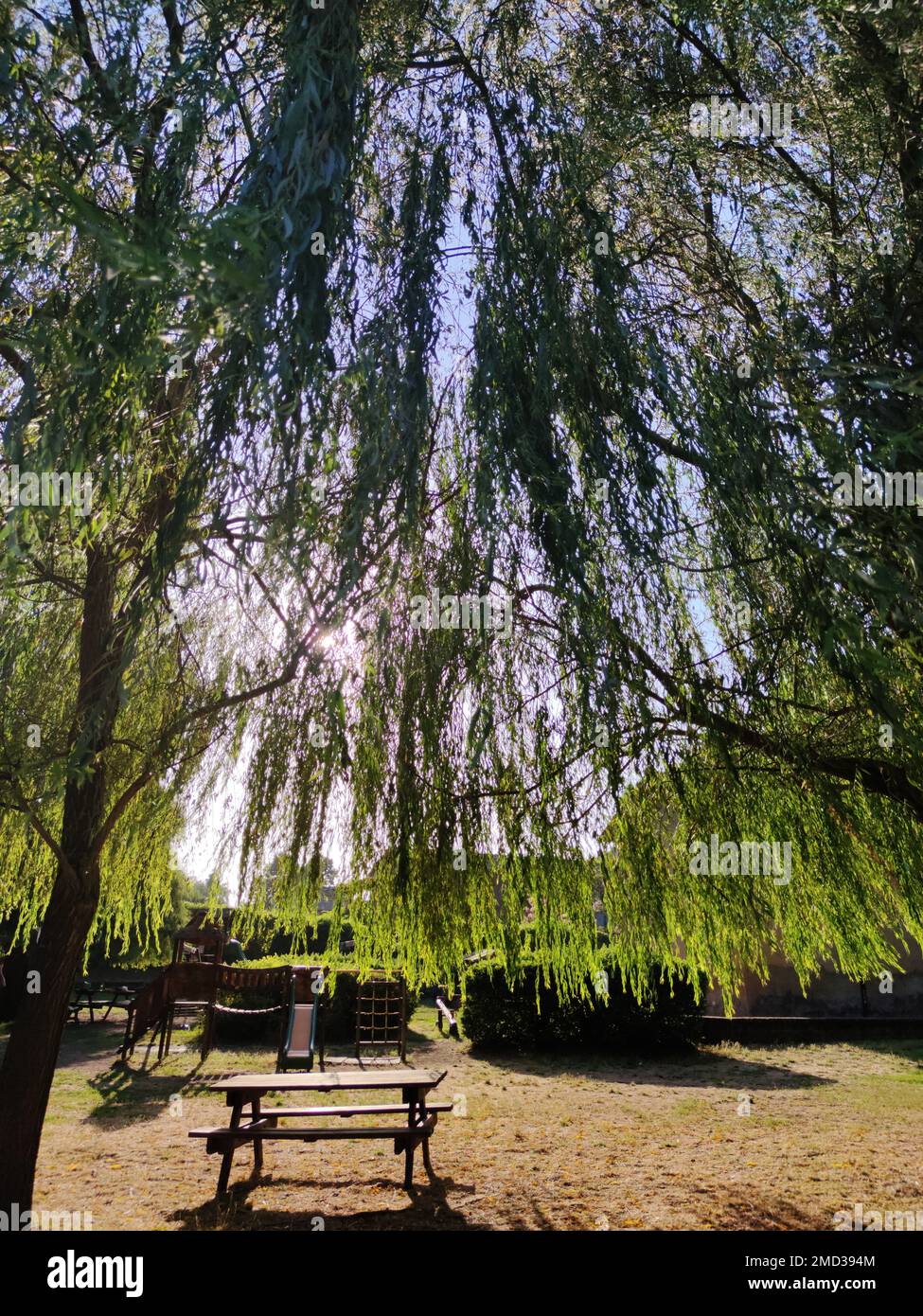 A vertical low angle shot of a tree with falling branches in a sunny ...
