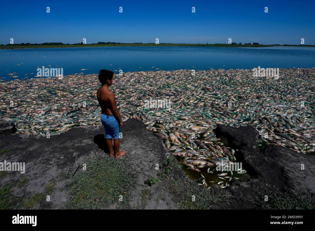 A boy named Angel stands amid dead fish agglomerated on the shore of ...