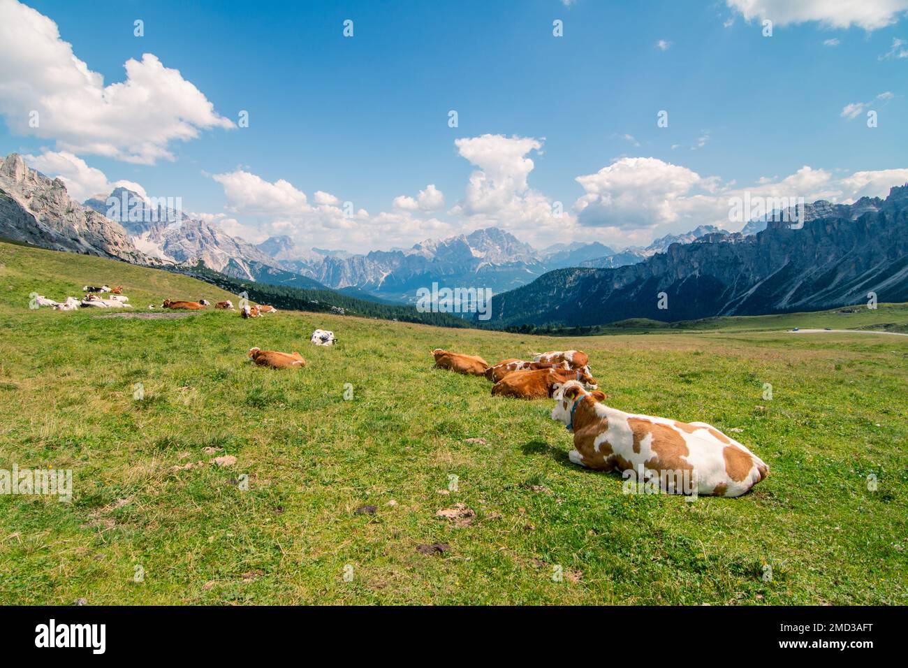 Swiss alps meadows pasture farming mountains valley hi-res stock ...