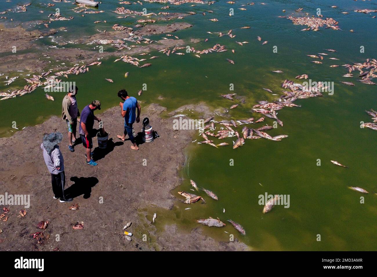 Men stand on the shore of the Salado River where dead fish are ...