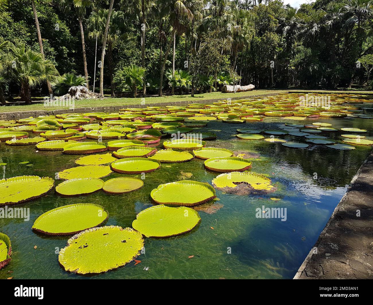 mauritius botanical garden Stock Photo - Alamy