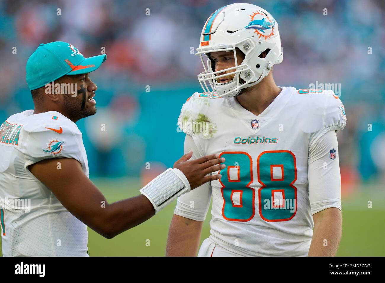 Miami Dolphins quarterback Tua Tagovailoa (1) and tight end Mike Gesicki (88) talk on the ...