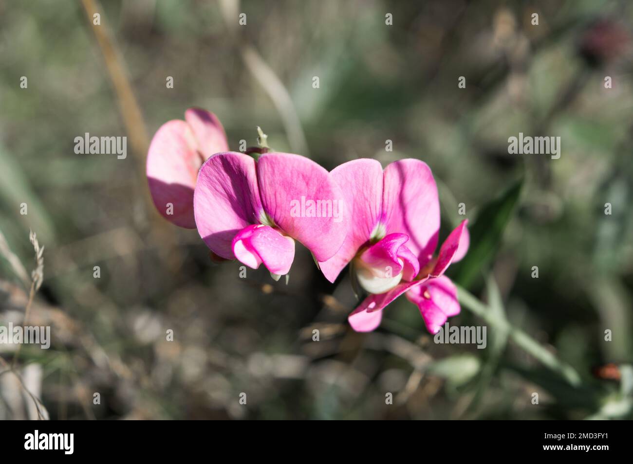 Edible wild plant, flat pea, Lathyrus sylvestris in Europe, Croatia ...