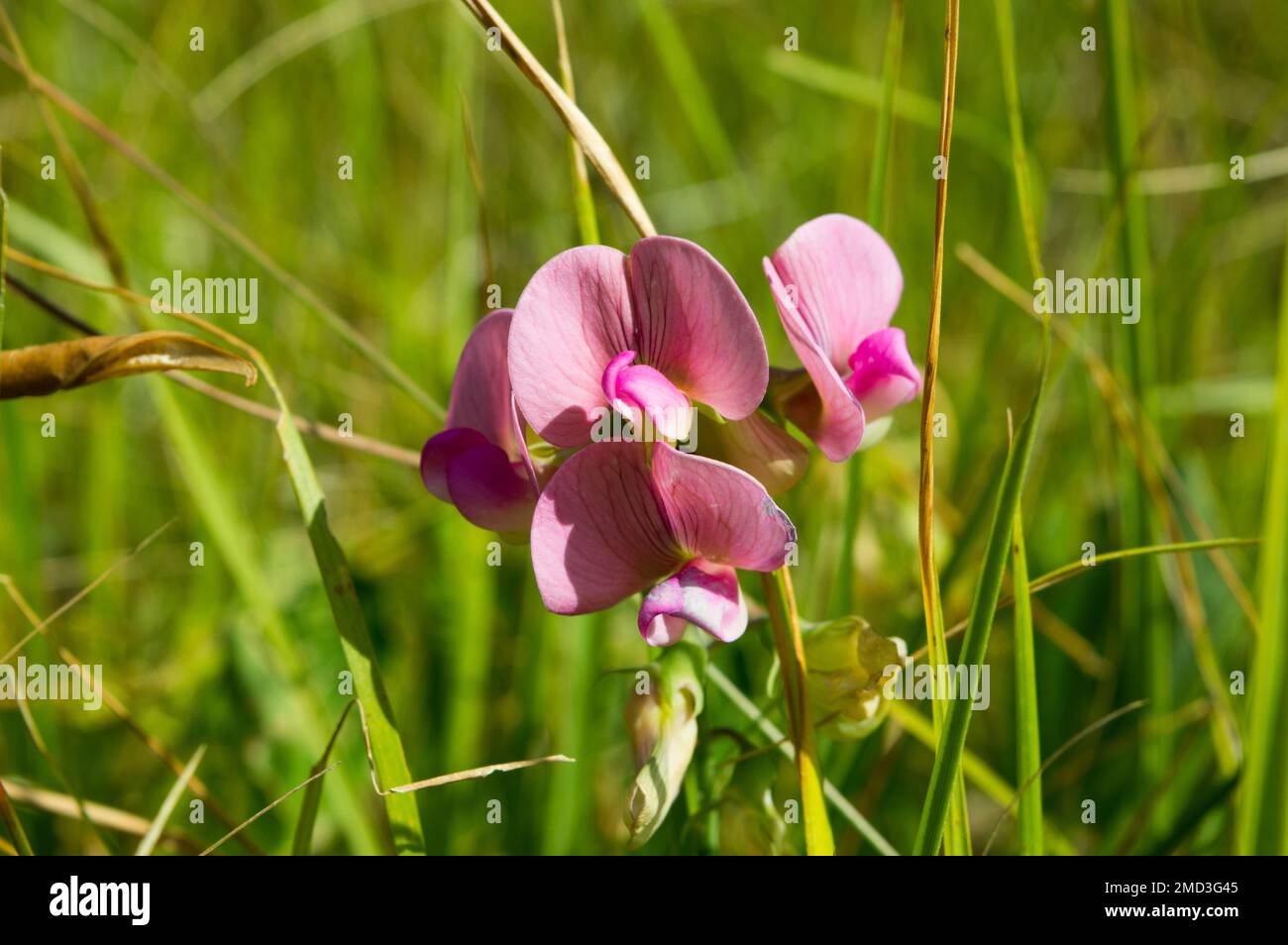 Edible wild plant, flat pea, Lathyrus sylvestris in Europe, Croatia ...