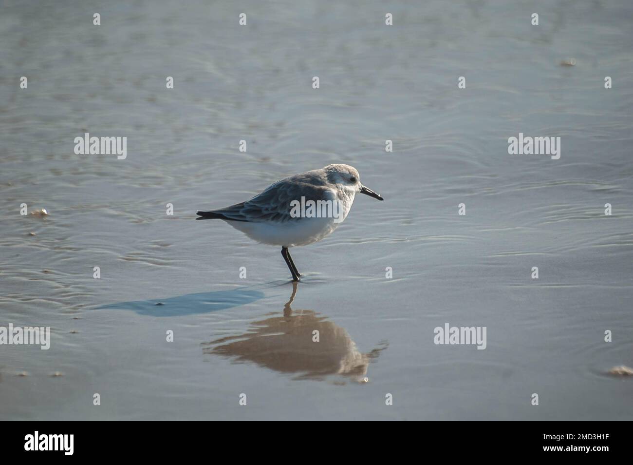 Sanderling walking by the sea on Venice Beach in California USA Stock ...