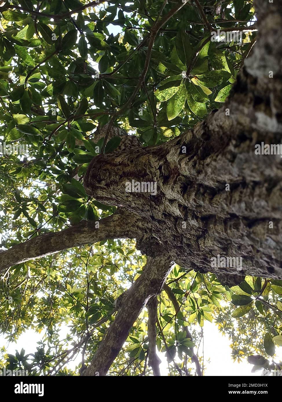 A vertical low angle shot of a tall tree with bark details Stock Photo ...