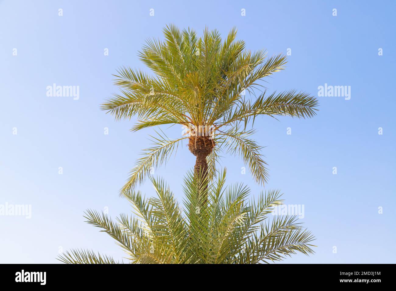 Palm trees in morocco hi-res stock photography and images - Alamy