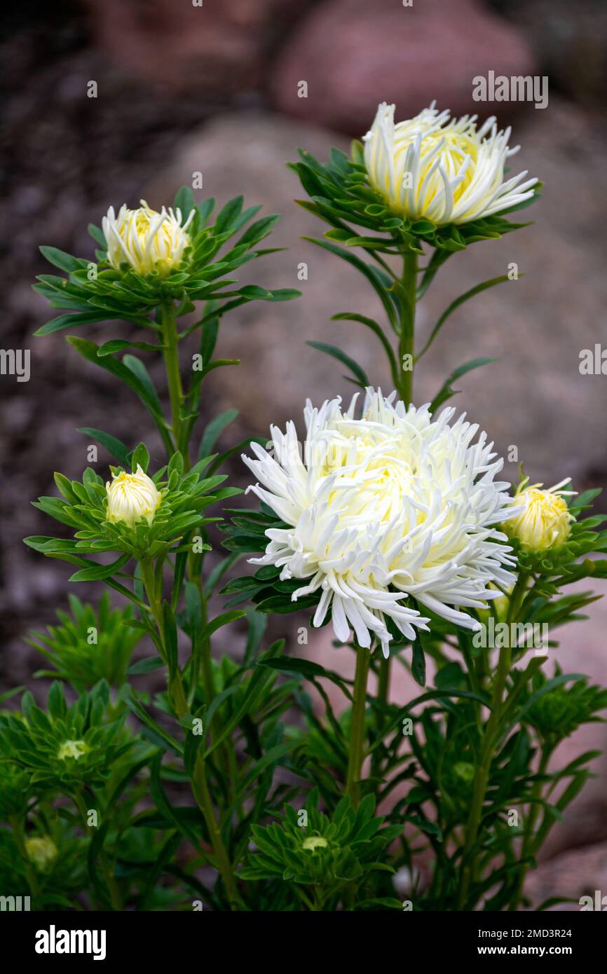 White aster flowers in the middle of green leaves in a flower bed Stock Photo - Alamy