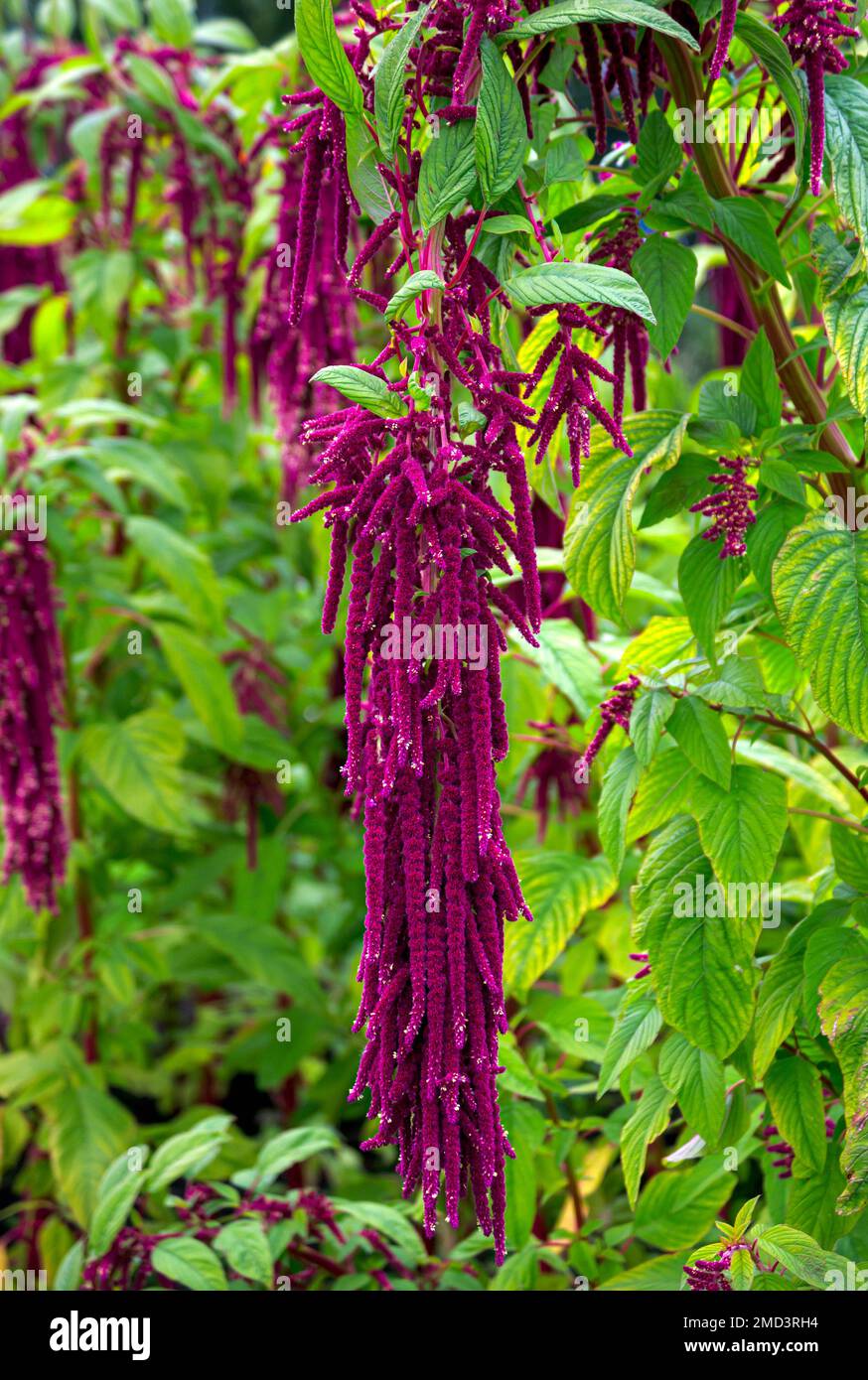 Burgundy purple amaranth flowers on a garden bed in the village Stock ...
