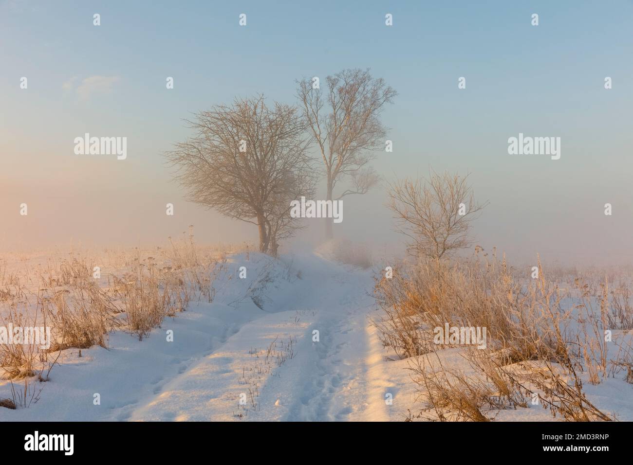 Winter landscape with a lonely tree, Poland Stock Photo - Alamy