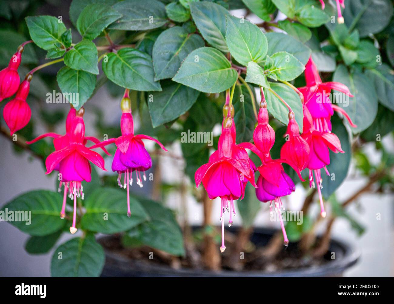 Fuchsia flowers hanging from the branches of crimson lilac flowers in ...