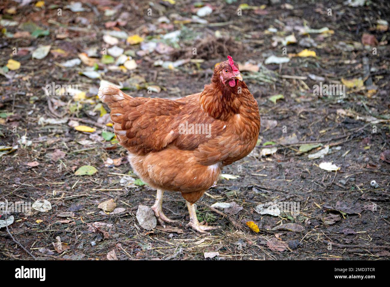a beautiful brown hen walks around the farm in the village Stock Photo ...