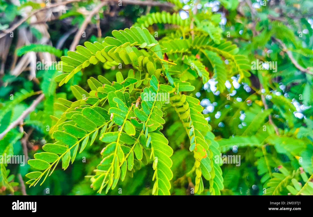 Tropical mexican caribbean beach palm trees and fir trees in jungle ...