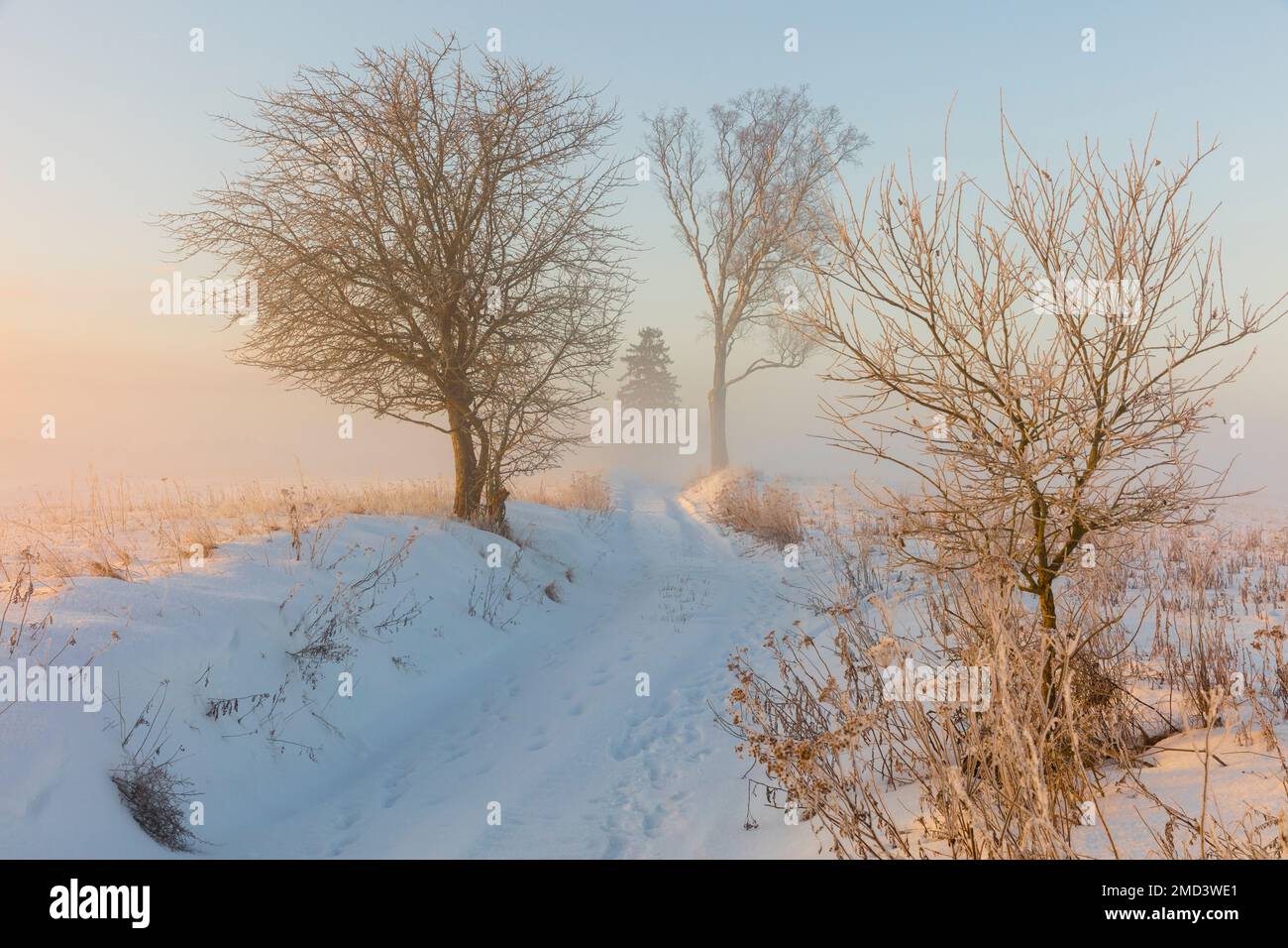 Winter landscape with a lonely tree, Poland Stock Photo - Alamy