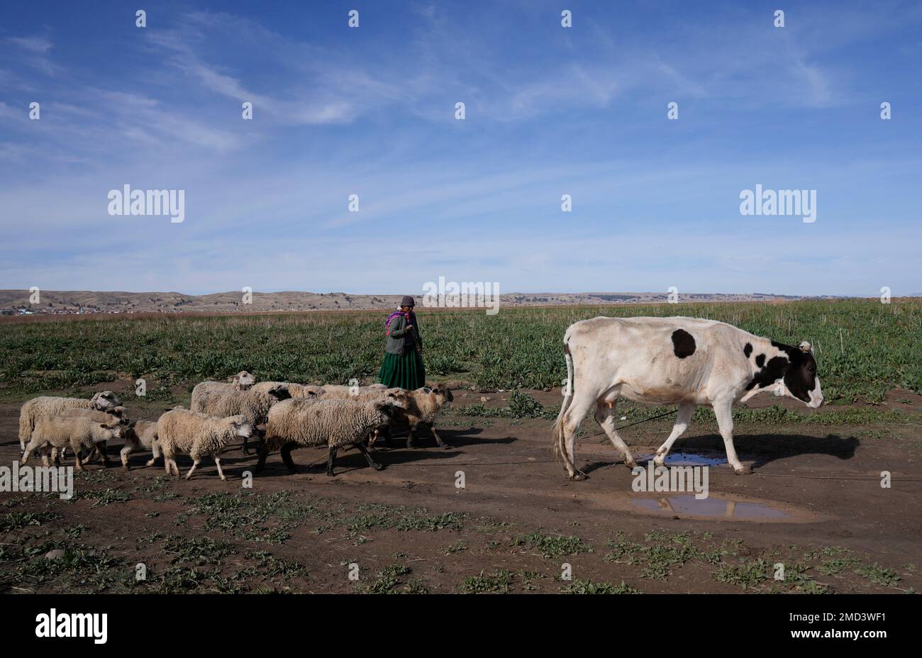 An Aymara Indigenous woman grazes her sheep and cow near the polluted ...