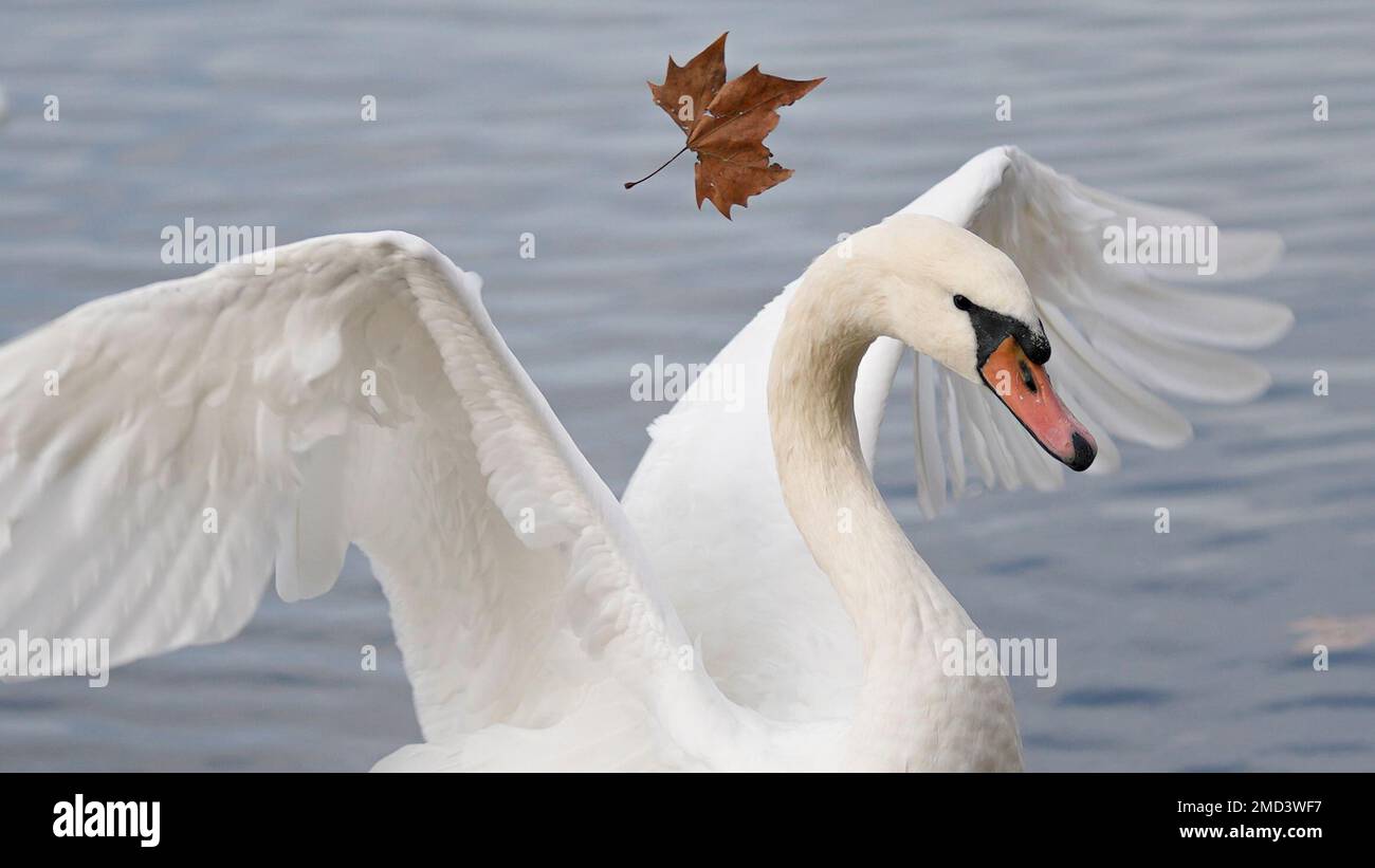 A swan stretches its wings by a lake in Bucharest, Romania, Friday, Nov ...