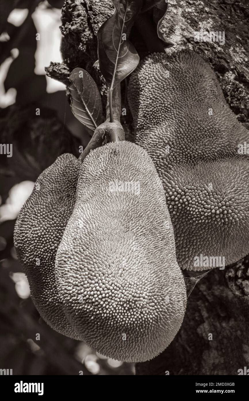 Jackfruit Artocarpus heterophyllus growing on jack tree in the nature ...