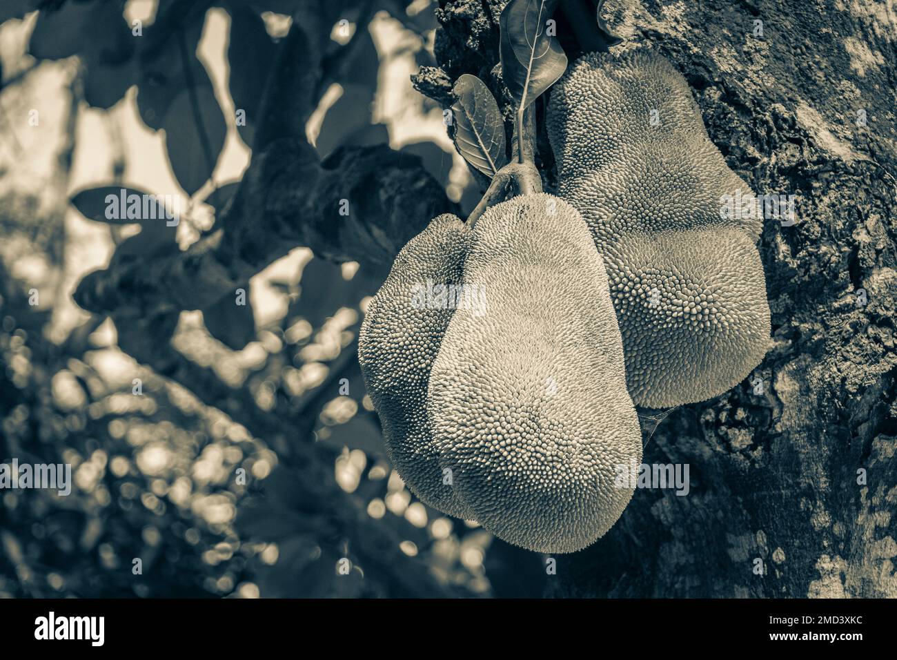 Jackfruit Artocarpus heterophyllus growing on jack tree in the nature ...