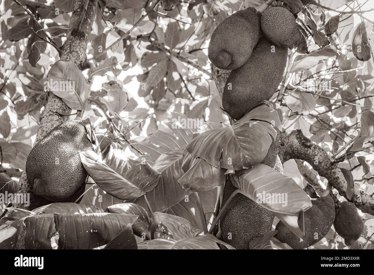 Jackfruit Artocarpus heterophyllus growing on jack tree in the nature ...