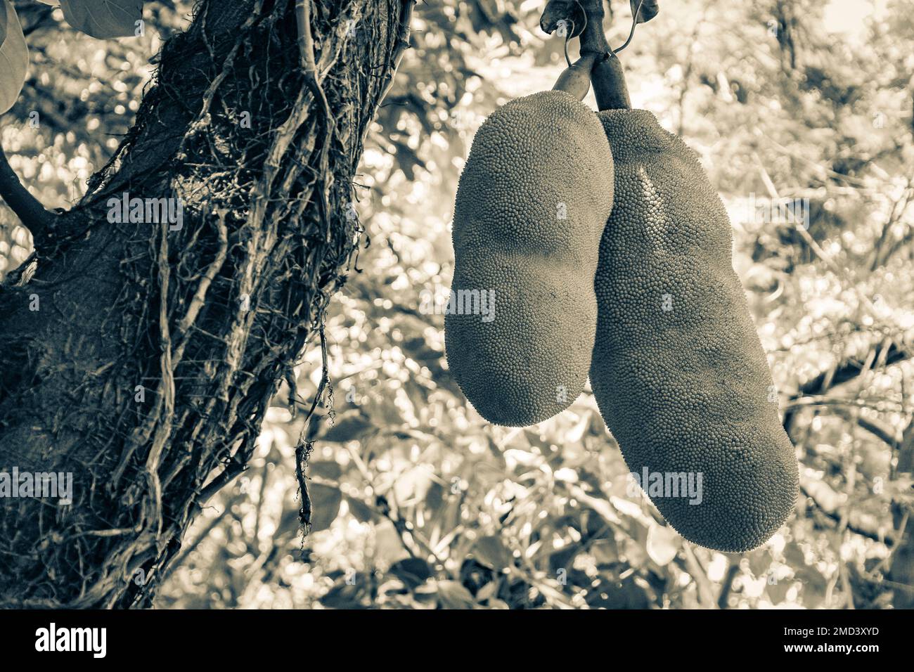 Jackfruit Artocarpus heterophyllus growing on jack tree in the nature ...