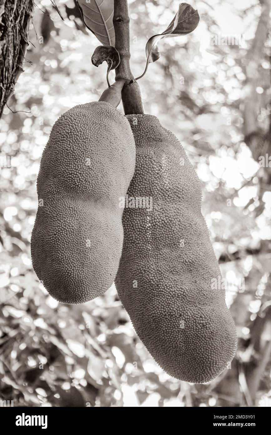 Jackfruit Artocarpus heterophyllus growing on jack tree in the nature ...