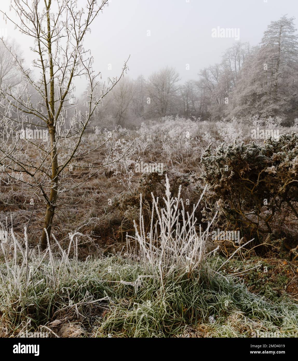 Dead vegetation hi-res stock photography and images - Alamy