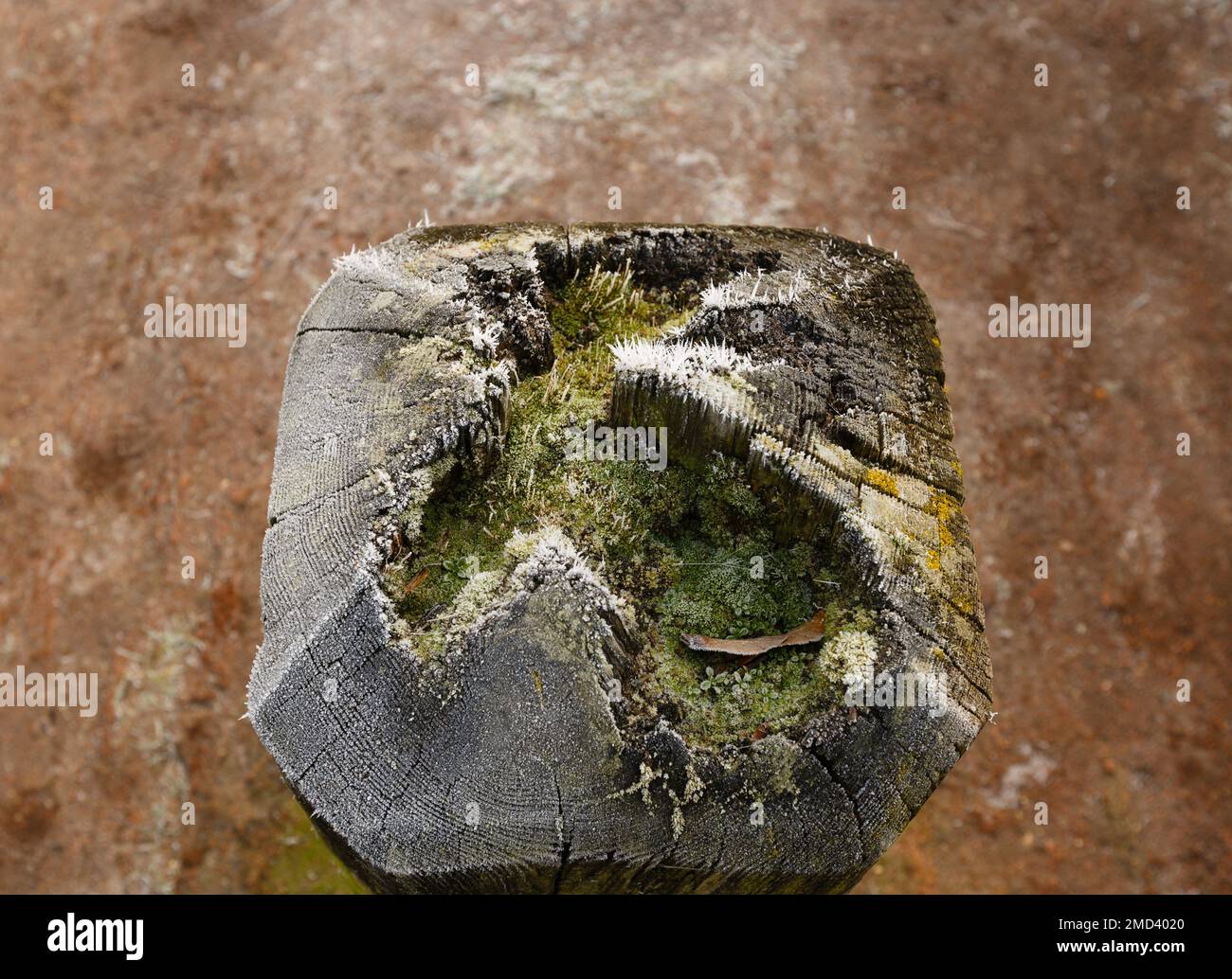 Tiny plants and moss growing and surviving on top of decaying wooden ...