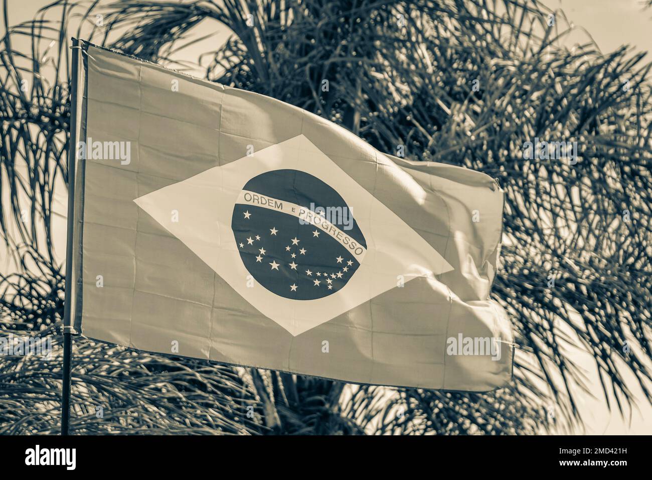 Brazilian flag waving in the wind with palm trees and blue sky in the ...