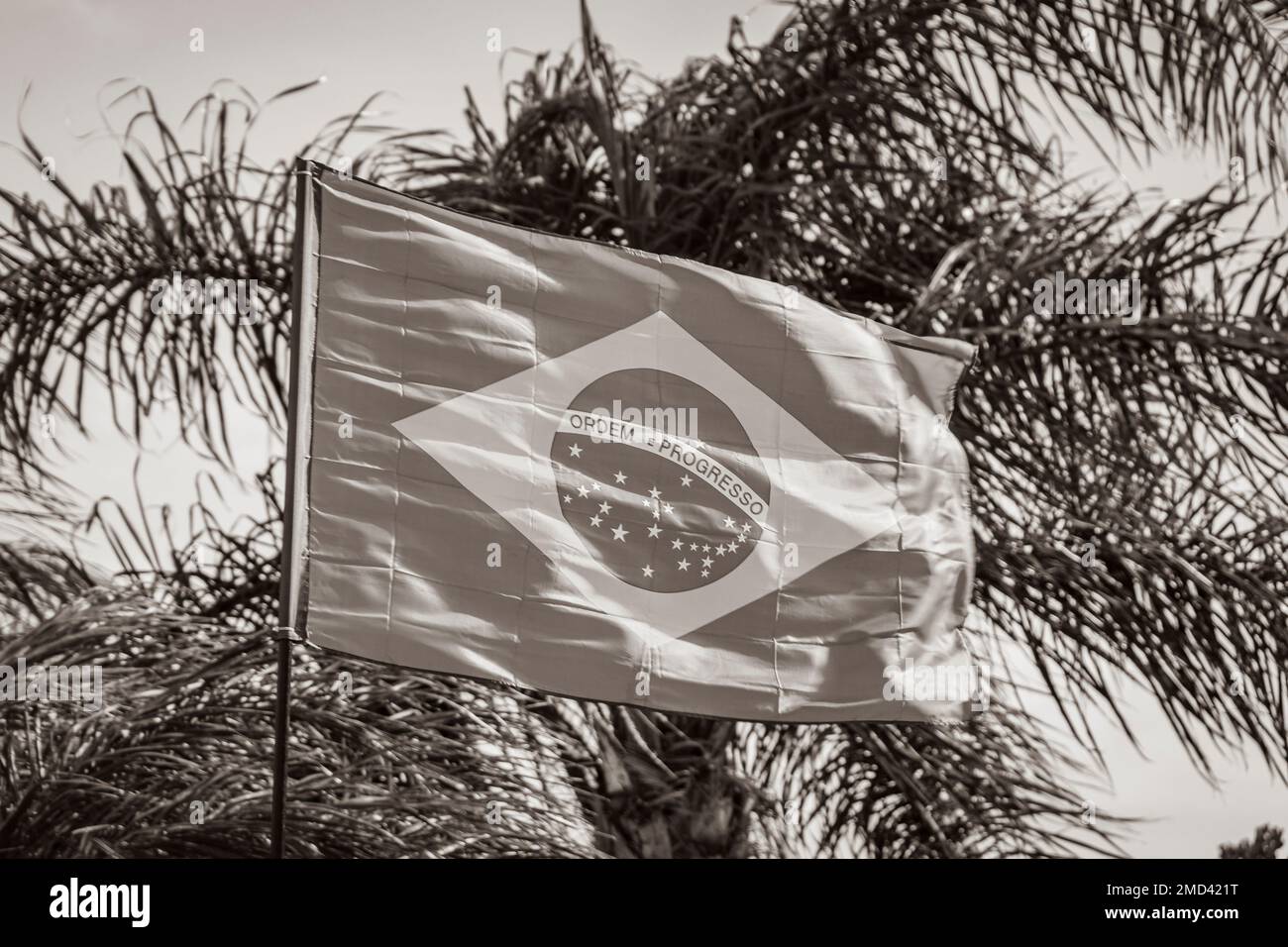 Brazilian flag waving in the wind with palm trees and blue sky in the ...