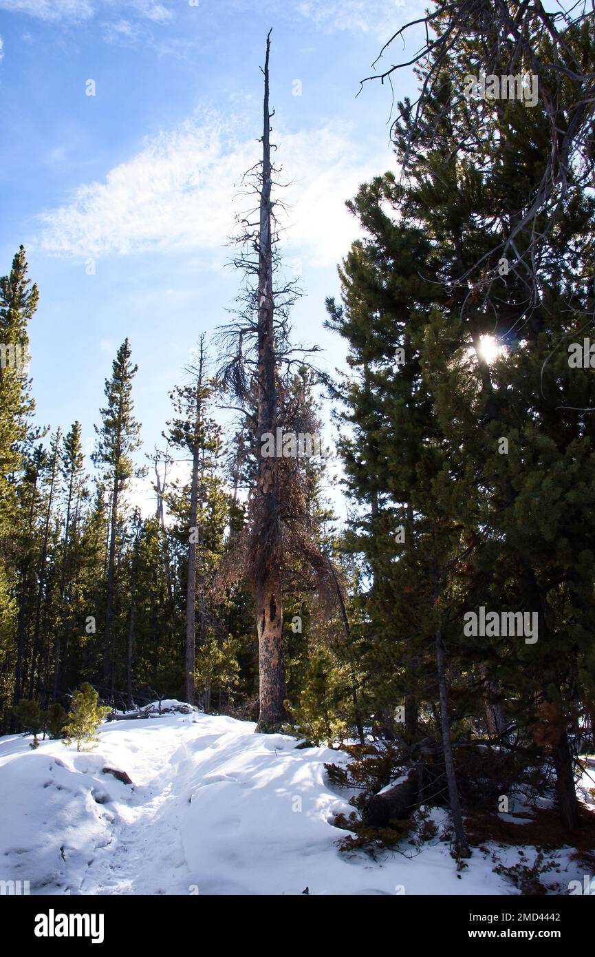 Tall dead tree on a bright, sunny winter day in the Bighorn National ...