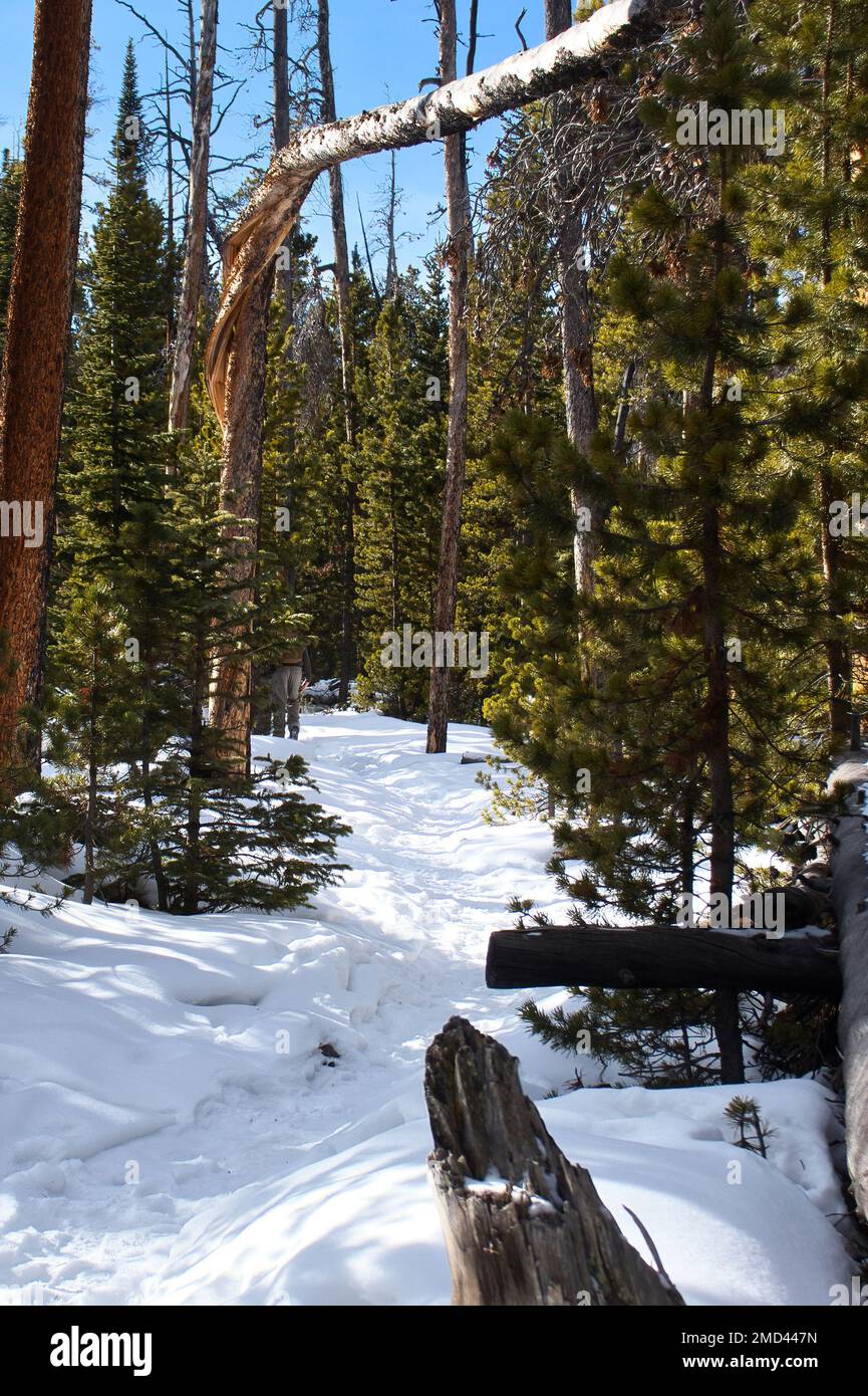 Tree broken and bent over a snowy walking path in the Bighorn National ...