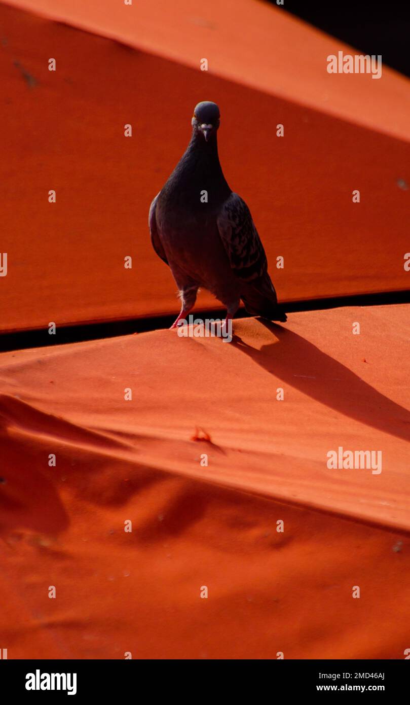 a bird standing on top of a parasol Stock Photo - Alamy
