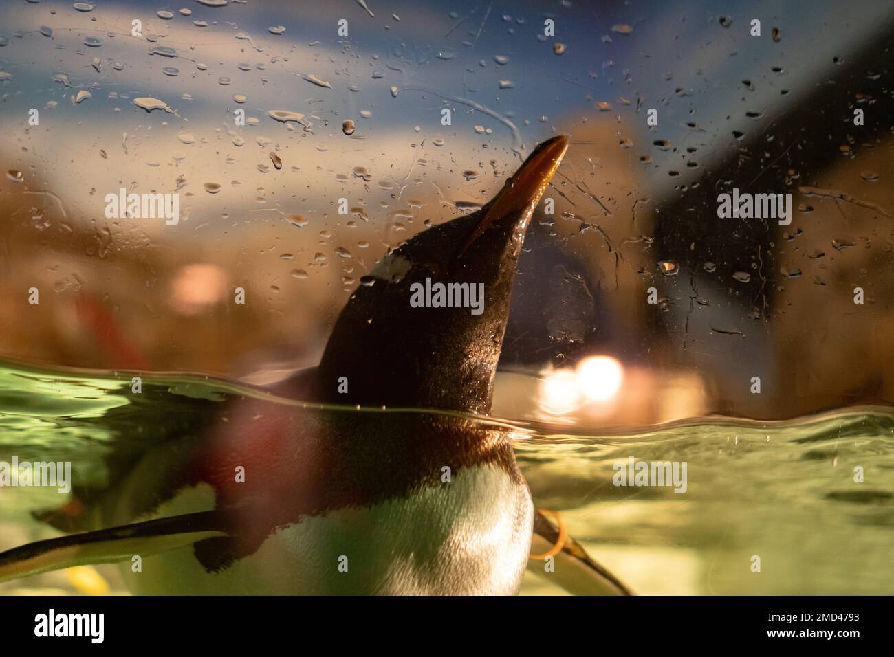 A closeup shot of the penguin in the water Stock Photo - Alamy