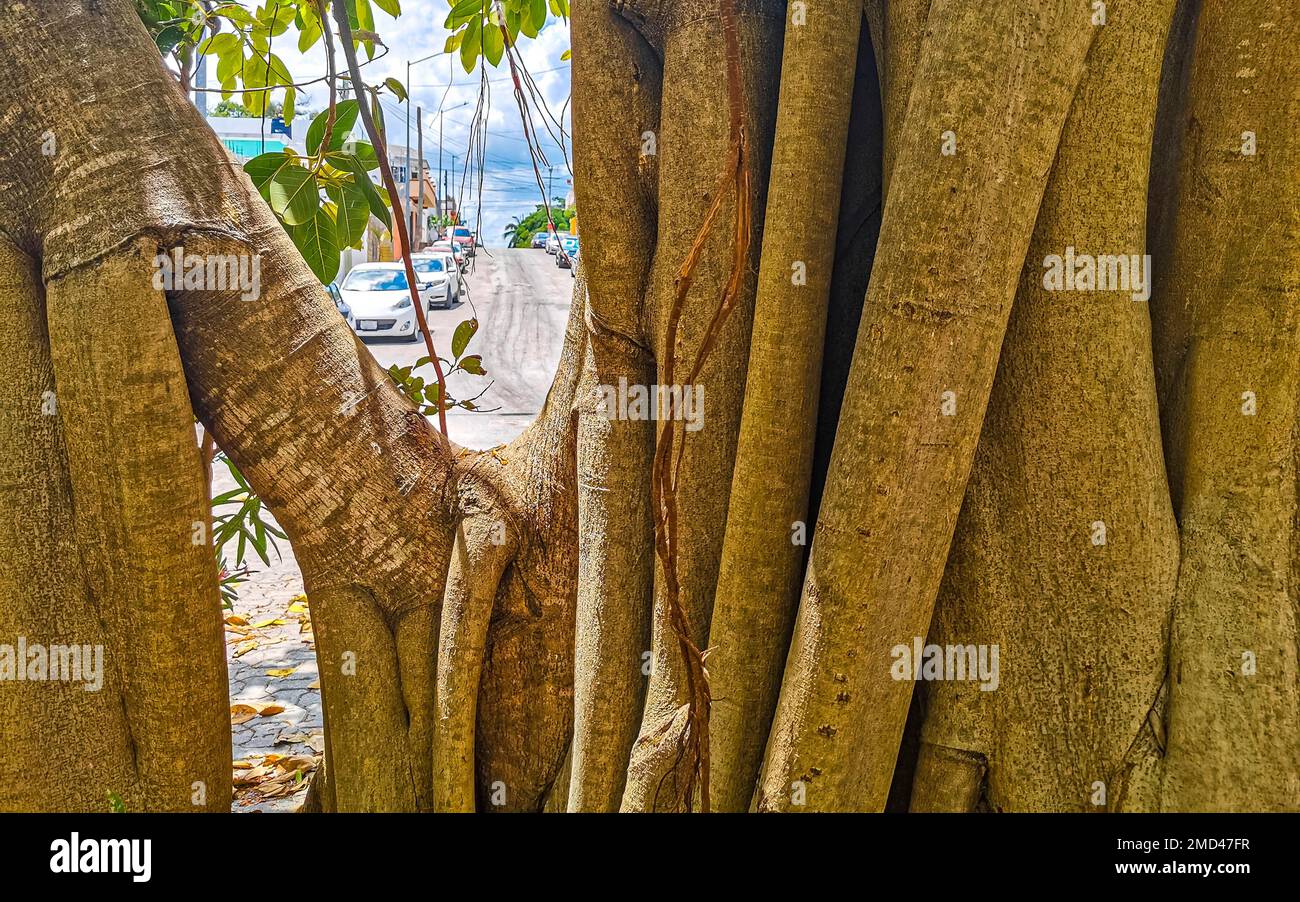 Huge beautiful Ficus maxima Fig tree plant in Playa del Carmen Quintana ...