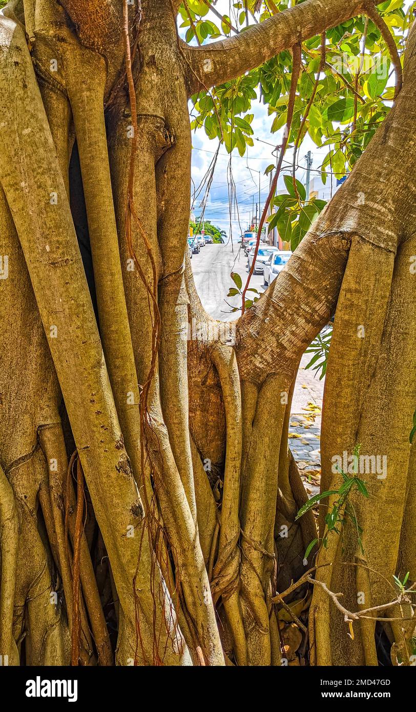 Huge beautiful Ficus maxima Fig tree plant in Playa del Carmen Quintana ...