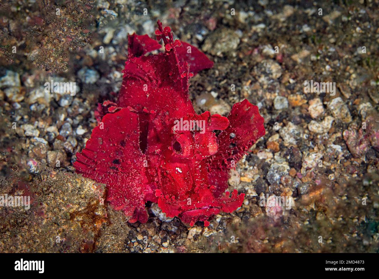 Red leaf scorpionfish hi-res stock photography and images - Alamy