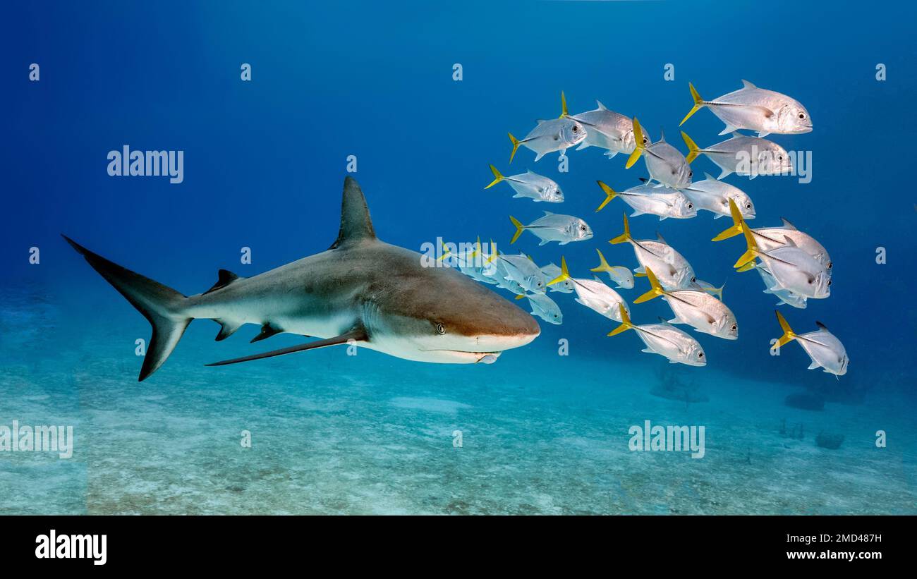 An image of a single Bull shark and smal fishes swimming in the water ...
