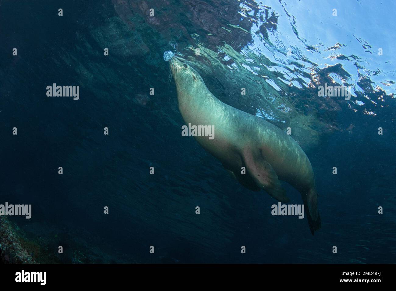 An image of a single Steller sea lion swimming in the water Stock Photo ...