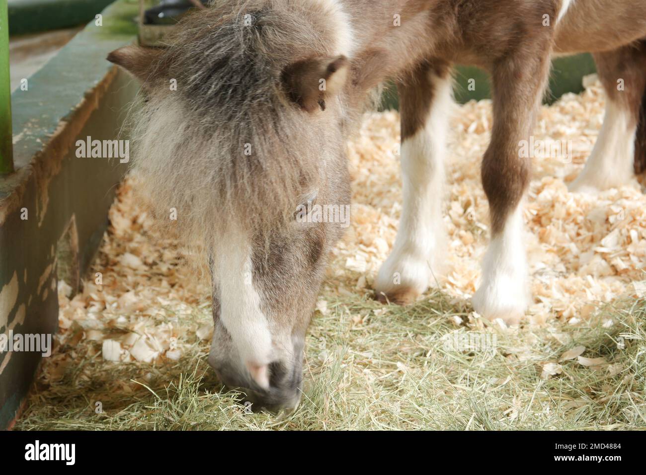 Miniature Pony Horse, razing Grass Stock Photo - Alamy