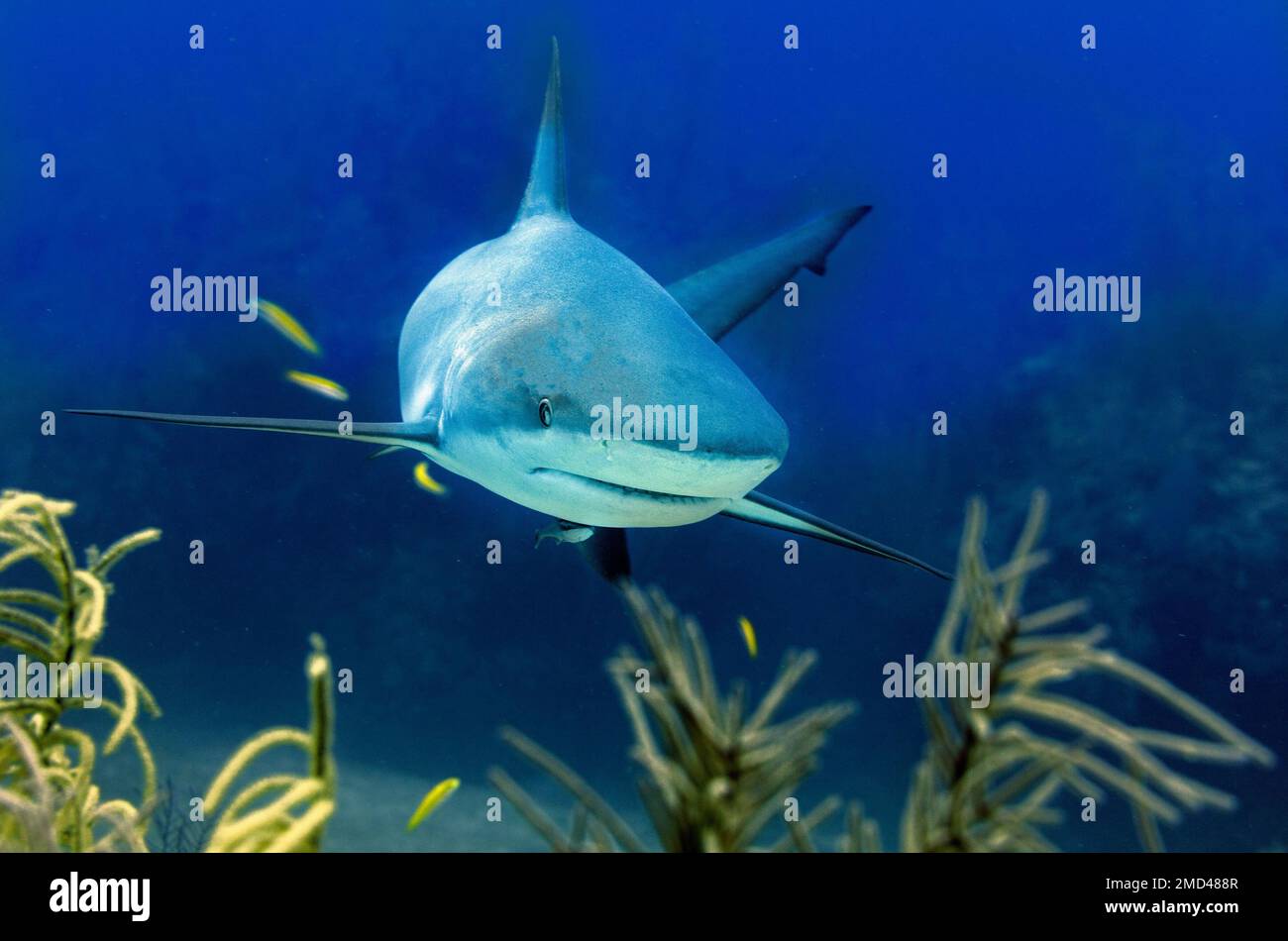 An image of a single Bull shark swimming in the water Stock Photo - Alamy