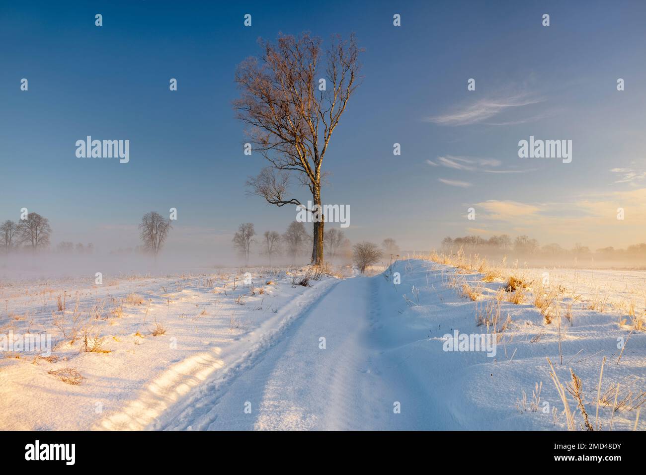 Winter landscape with a lonely tree, Poland Stock Photo - Alamy