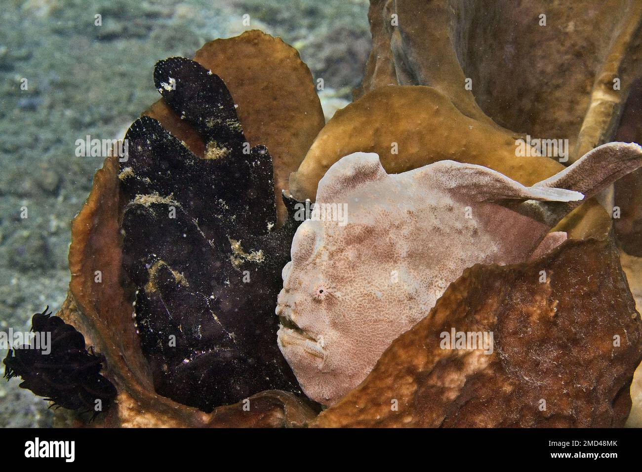 An image of a Giant frogfish in the water Stock Photo - Alamy