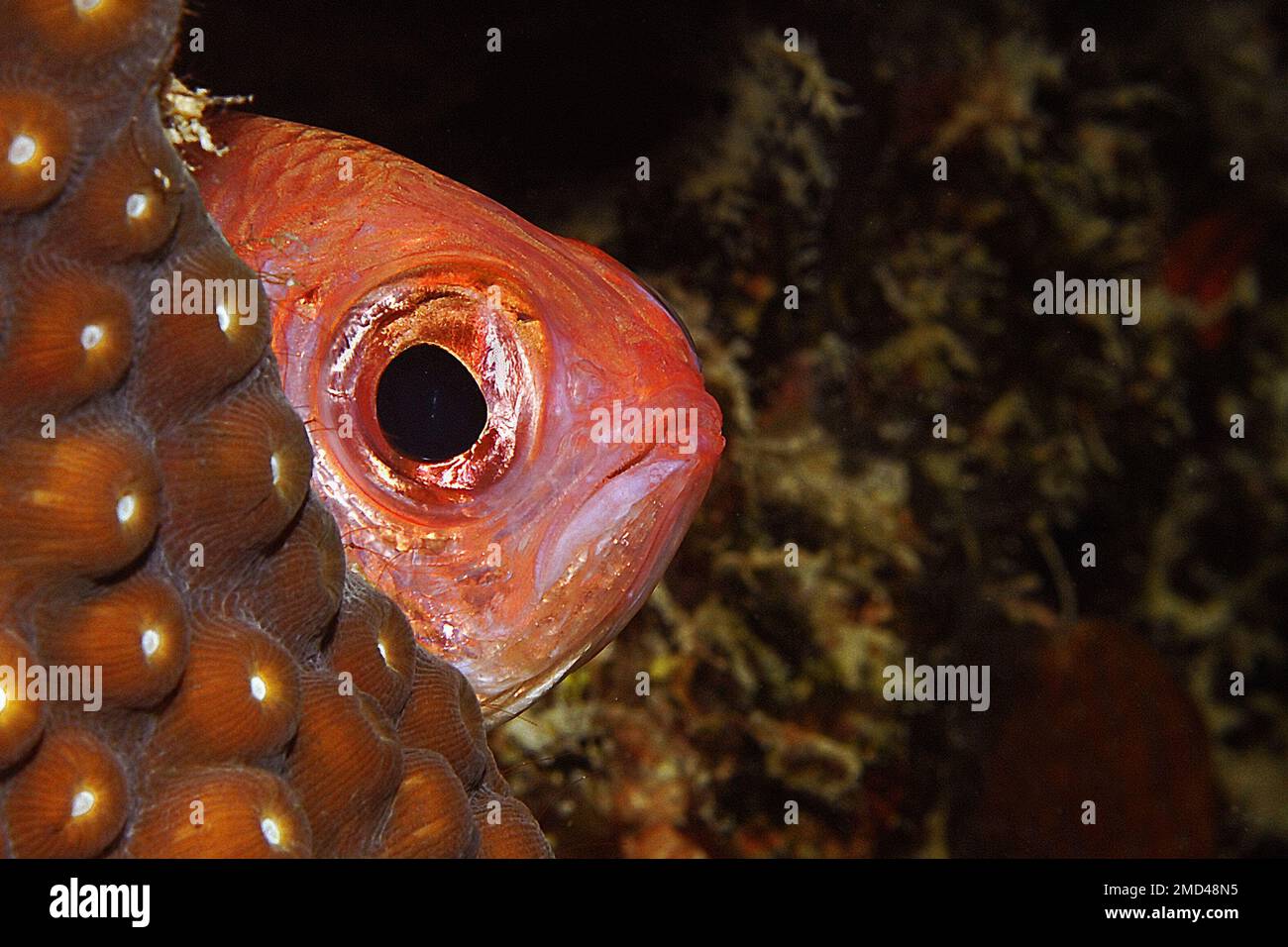 An image of a single red Bluestripe squirrelfish in the water Stock ...
