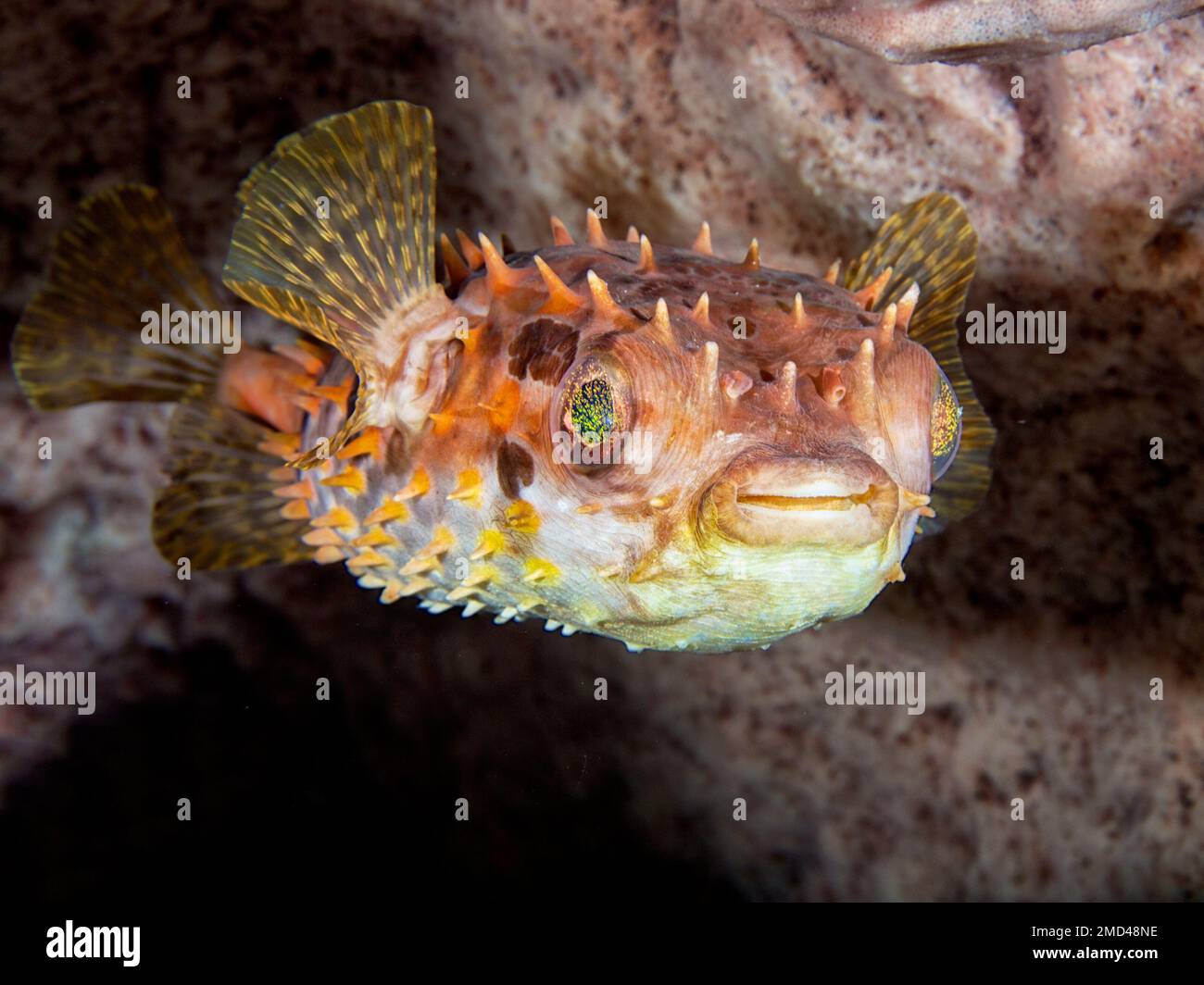 An image of a single Spotbase burrfish swimming in the water Stock ...