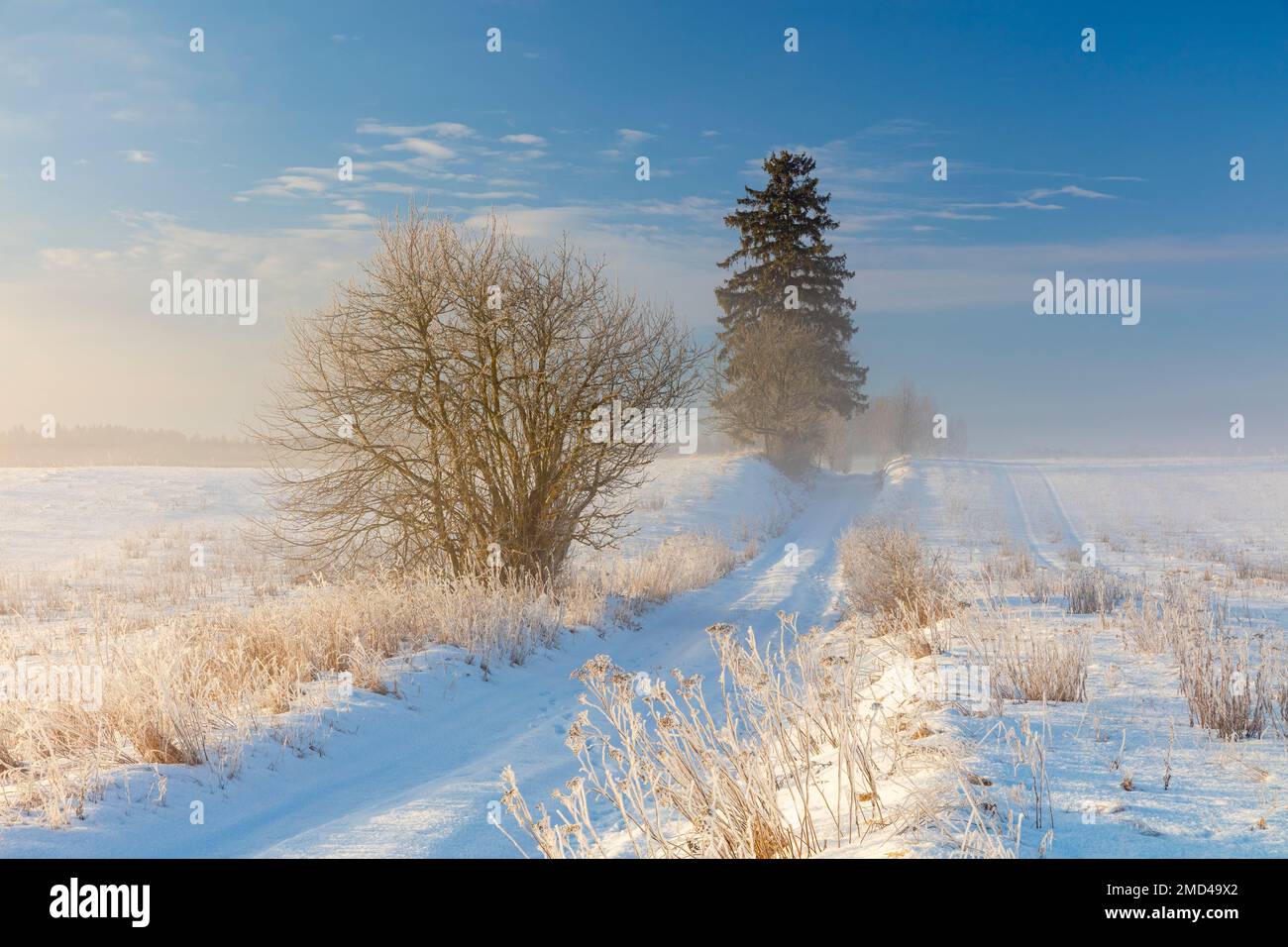 Winter landscape with a lonely tree, Poland Stock Photo - Alamy