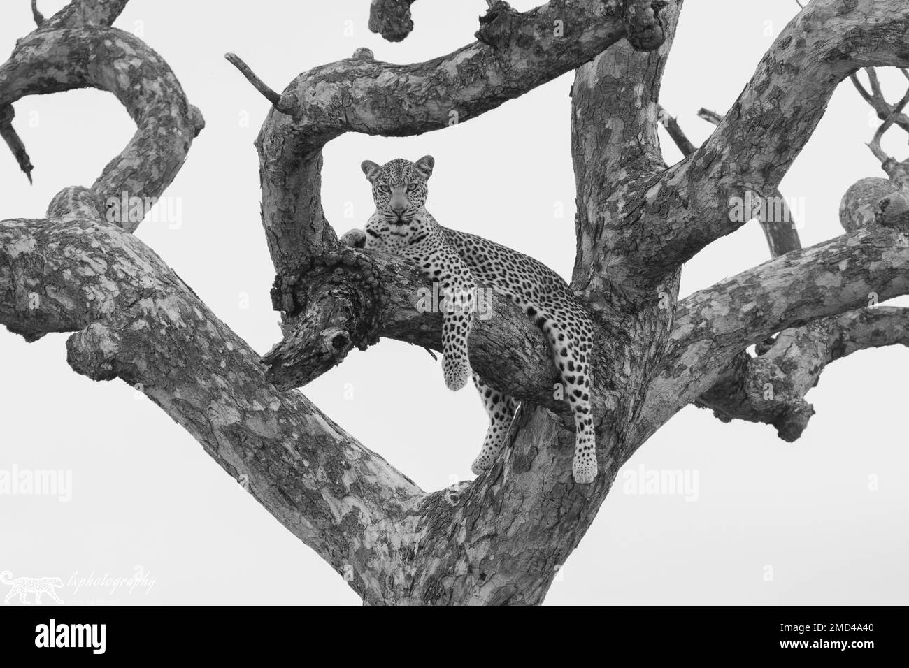 Cheetah low angle Black and White Stock Photos & Images - Alamy