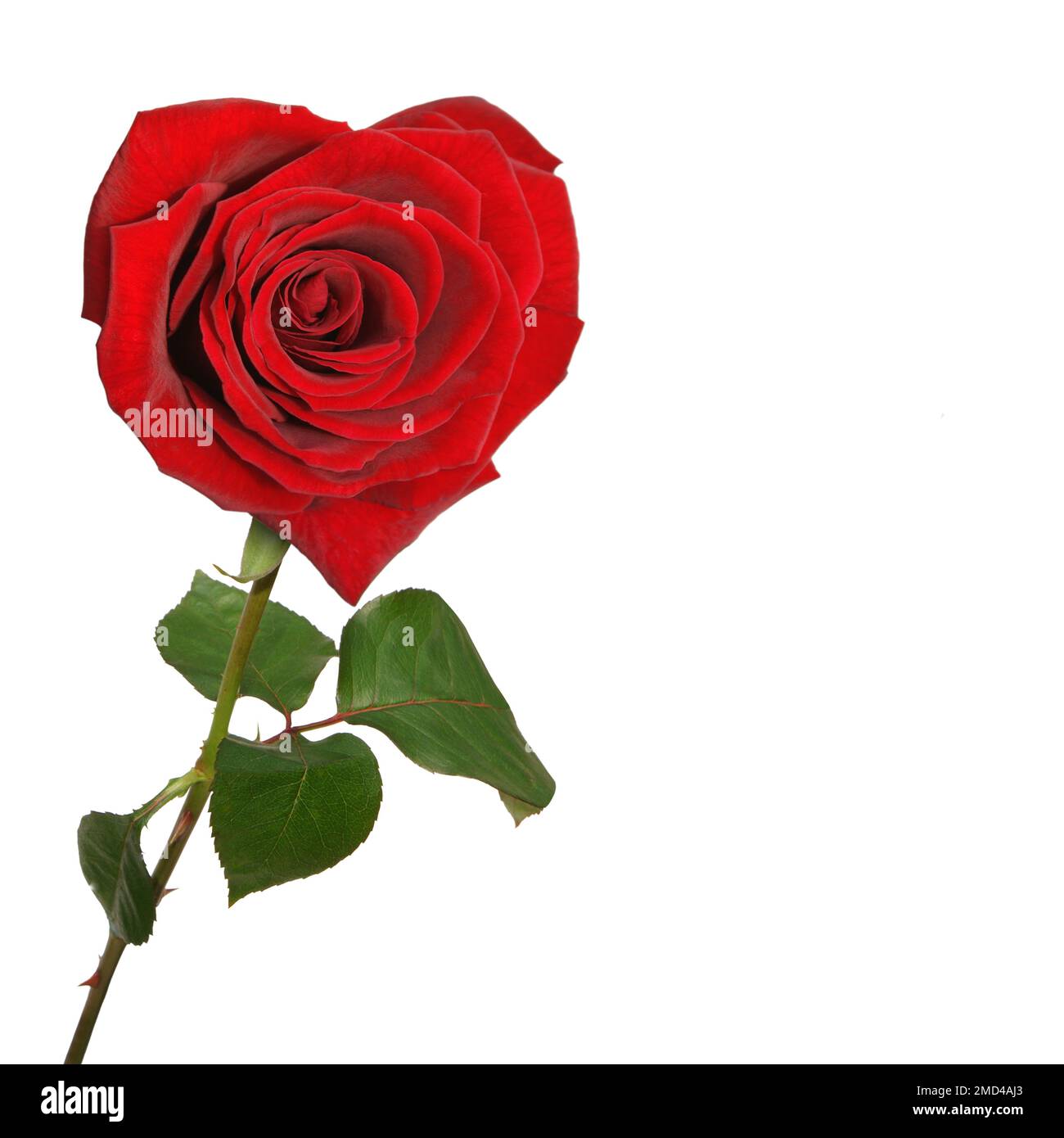 Valentines Day background. Love and Valentine's Day concept Stock Photo ...