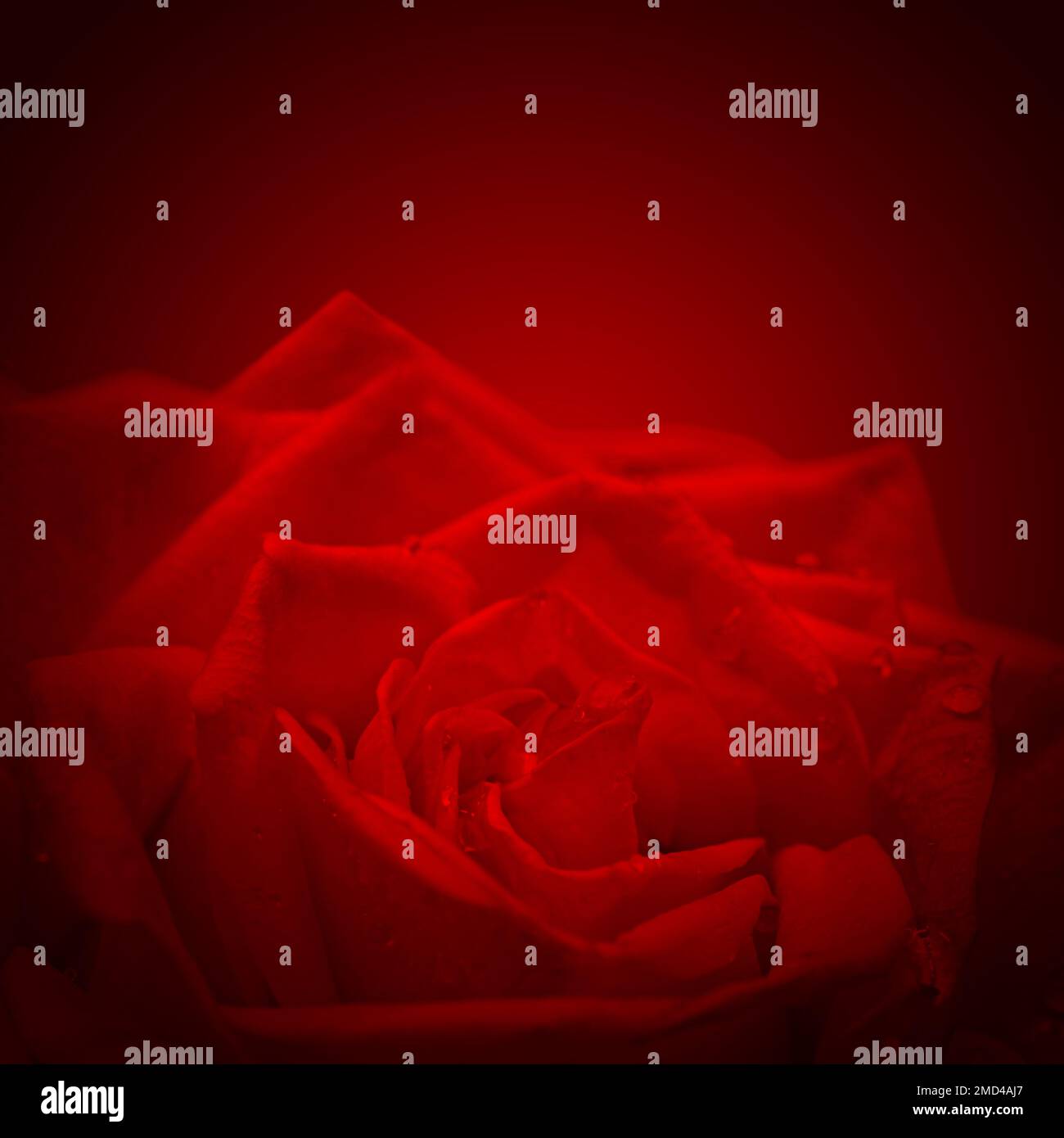 Valentines Day background. Love and Valentine's Day concept Stock Photo ...